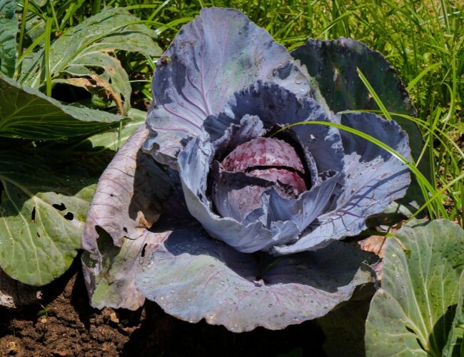 Rotkohl Schwarzkopf Samen
